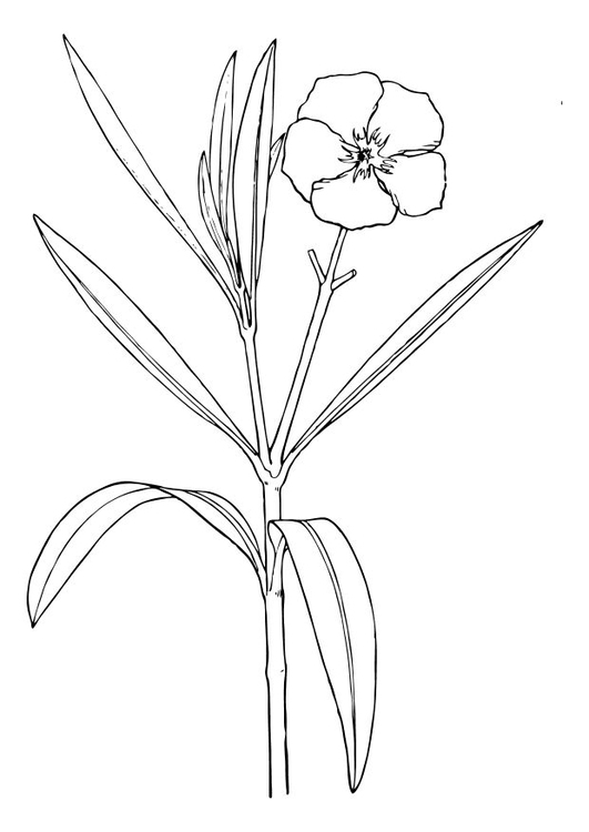 Dibujo de Adelfa Para Colorear - Img 11728