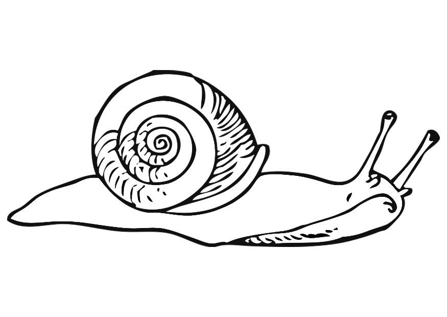 Dibujo de caracol Para Colorear - Img 19180