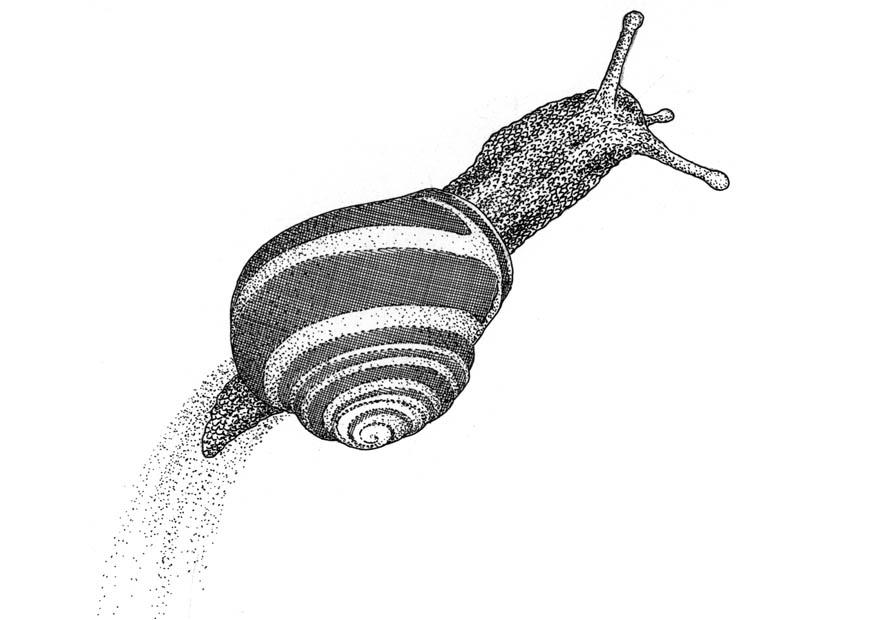 Caracol Para Colorir Lindos Desenhos De Caracol Para Colorir, Pintar,