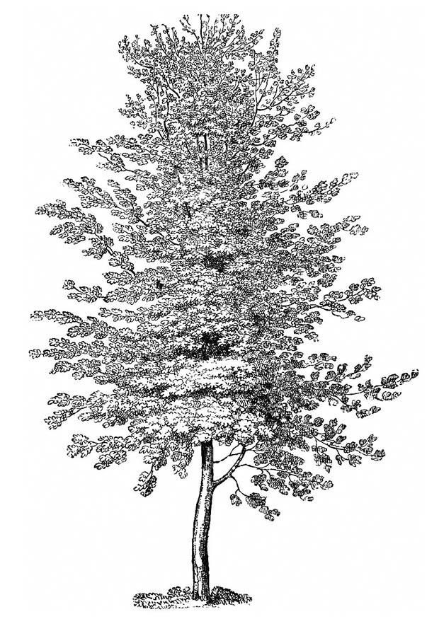 Dibujo de Haya Para Colorear - Img 11216