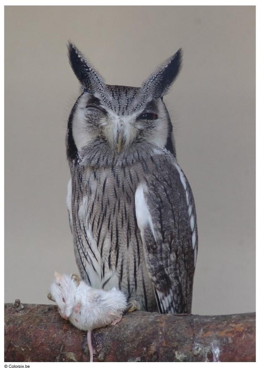 Fotografía Búho - Fotos Para Imprimir Gratis - Img 7793