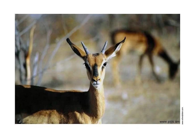 Foto de Cierva Para Imprimir - Img 2932