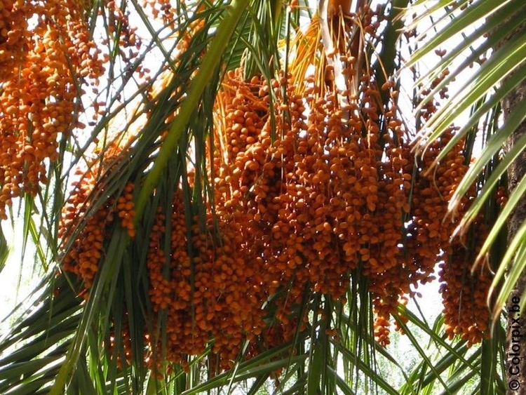 Fotografía Dátiles - Fotos Para Imprimir Gratis - Img 5352