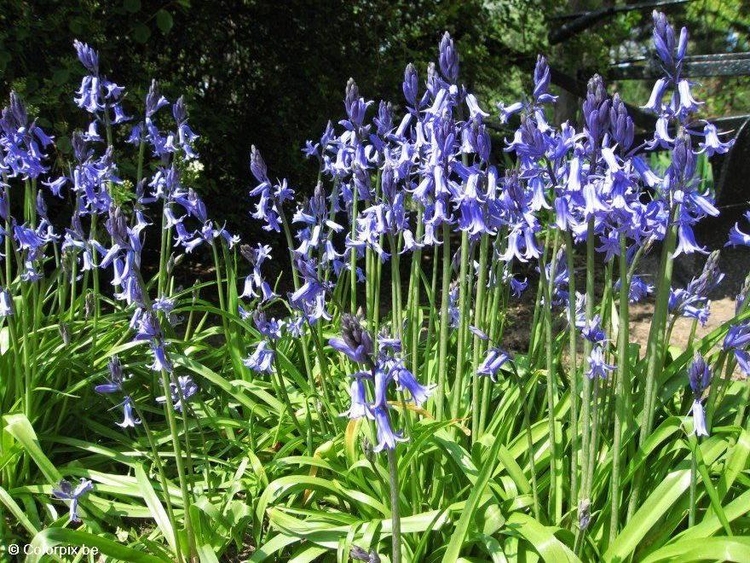 Fotografía Jacinto - Fotos Para Imprimir Gratis - Img 4823