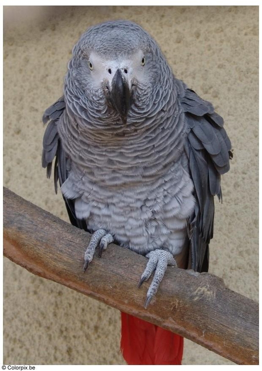 Foto de Loro Para Imprimir - Img 7858