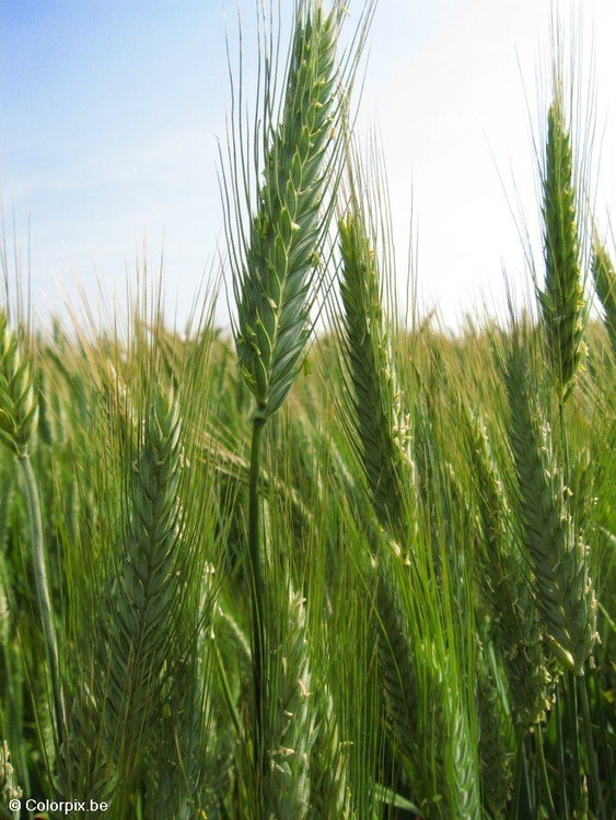 Fotografía Trigo - Fotos Para Imprimir Gratis - Img 23259